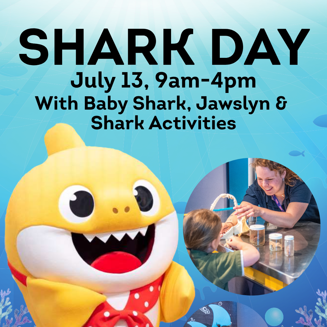 Shark Day - Discovery Centre